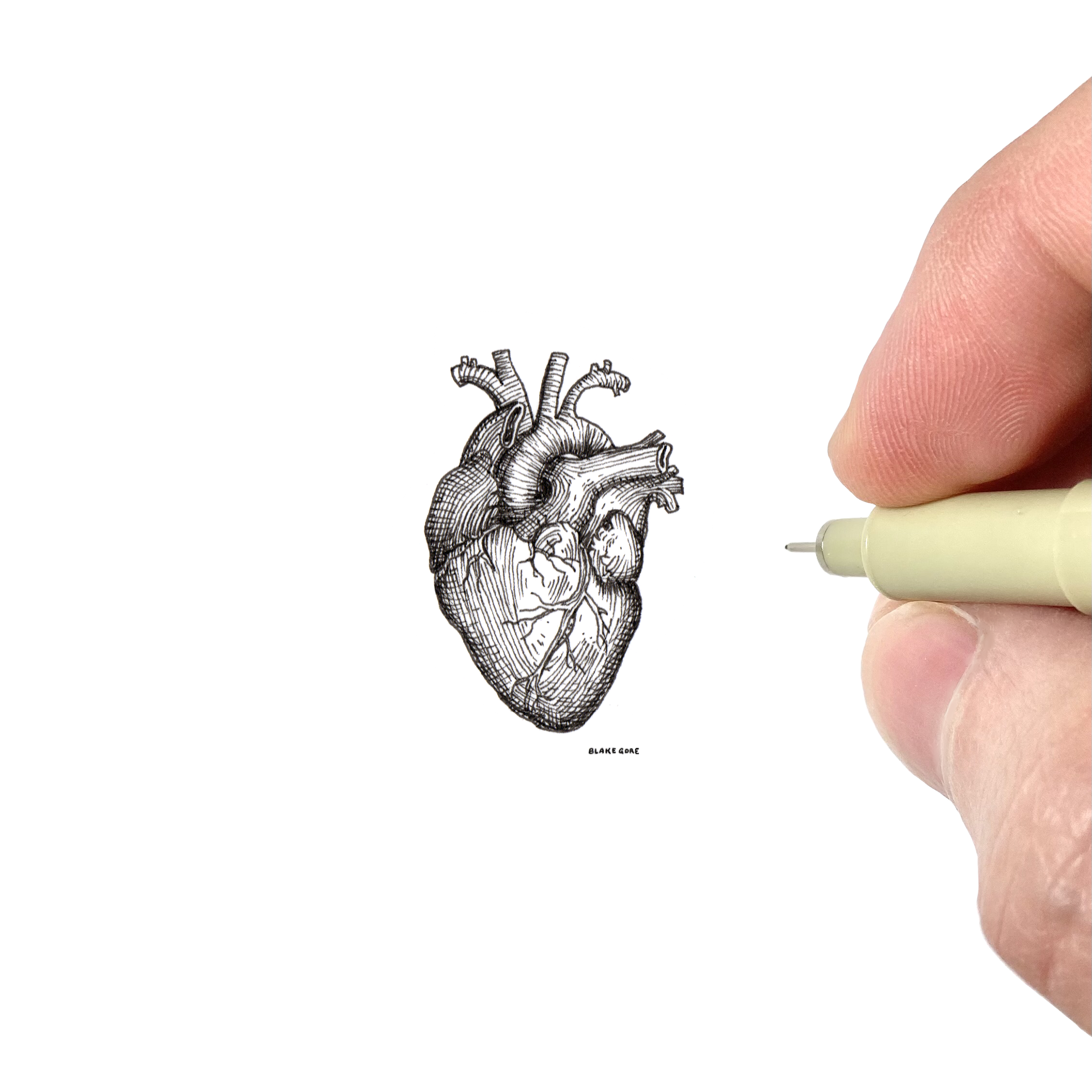 Heart Study from Gray's Anatomy, Miniature Artwork by Blake Gore ...